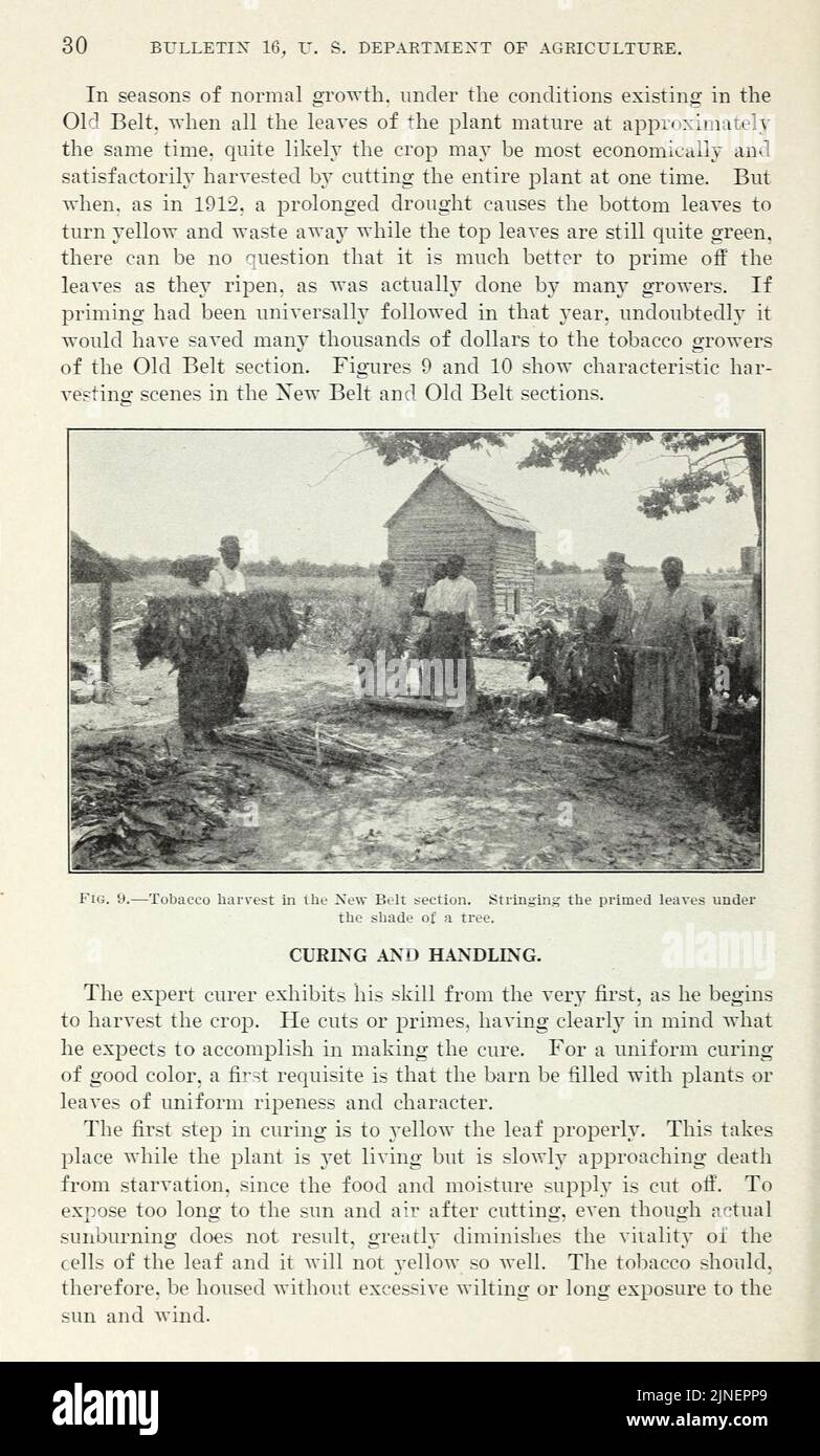 The culture of flue-cured tobacco (Page 30 Stock Photo - Alamy