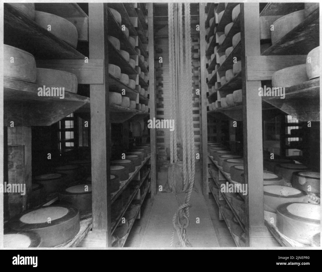 The curing room in the dairy house, Kern Island Dairy, Kern County ...