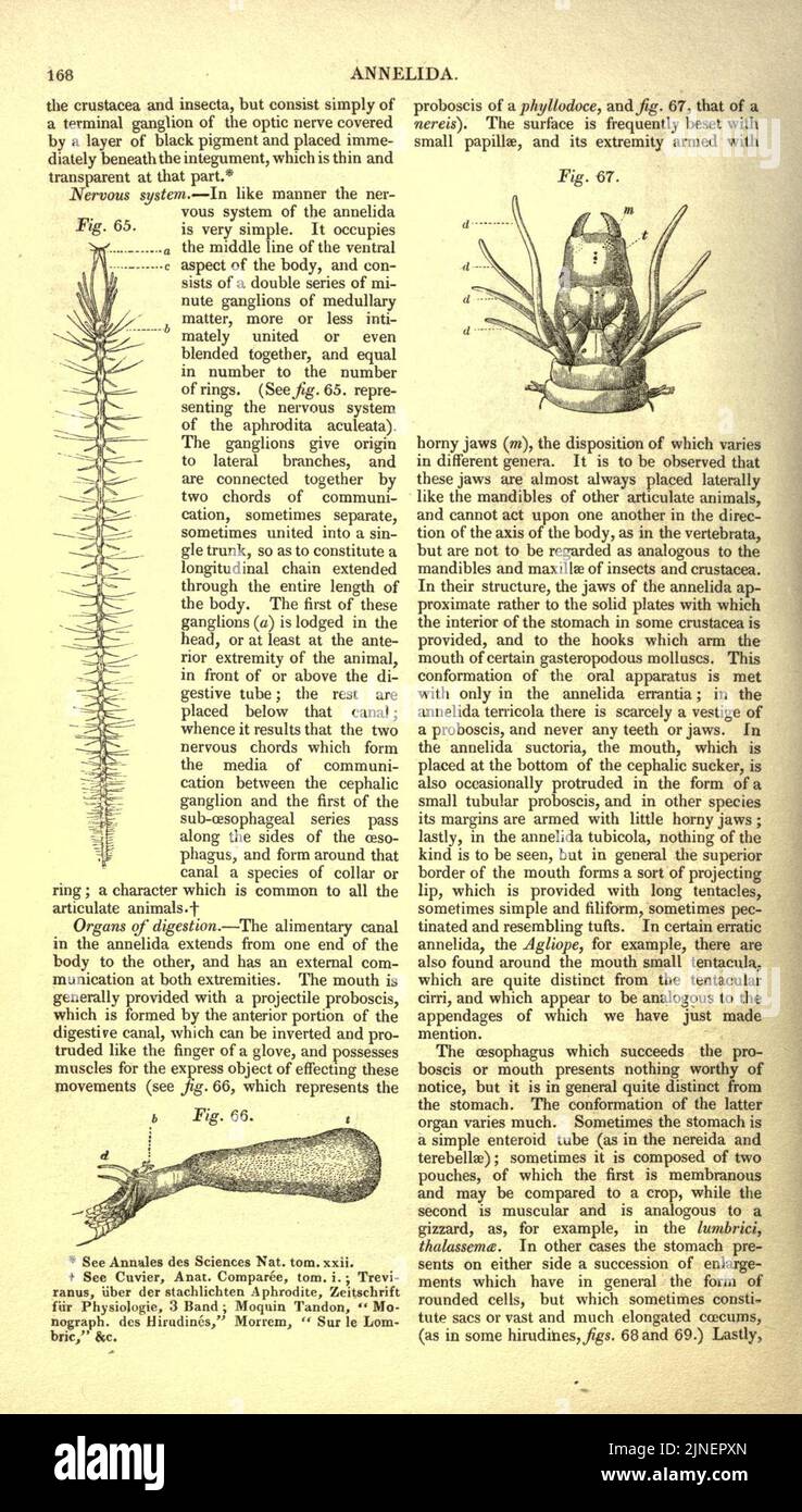 Cyclopaedia of anatomy and physiology hi-res stock photography and ...