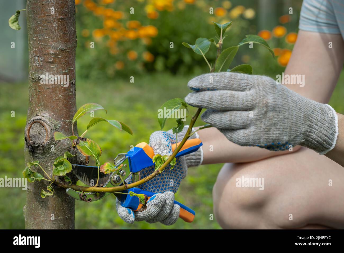 a gloved hand cuts a branch on a tree with scissors. High quality photo ...
