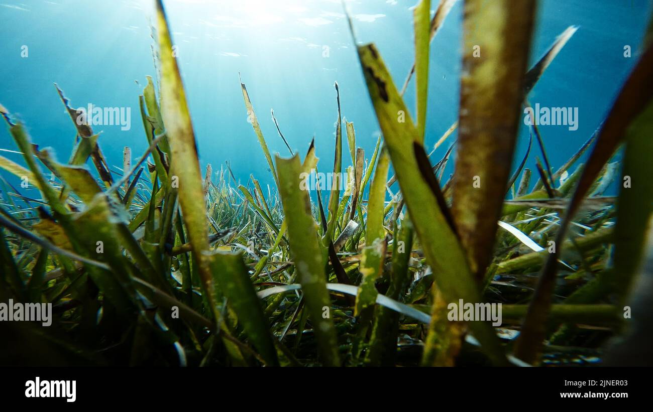 Inside the seaweed in the ocean Stock Photo - Alamy
