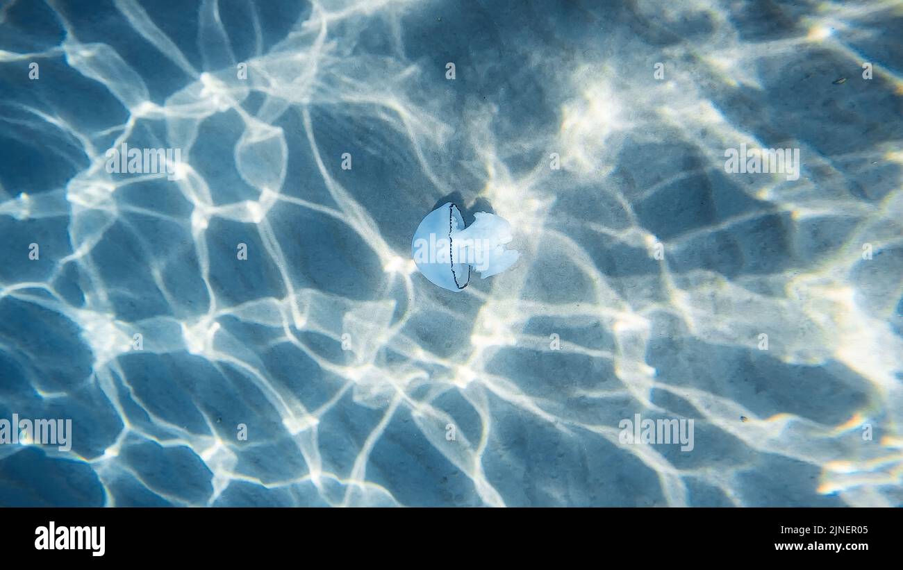 Big Jellyfish swim underwater in the ocean Stock Photo - Alamy