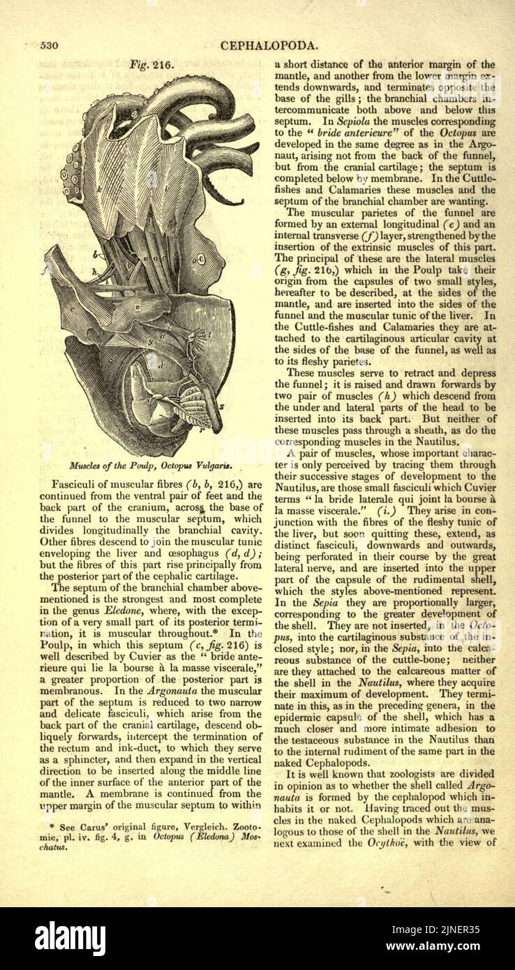 The cyclopaedia of anatomy and physiology (Page 530 Stock Photo - Alamy