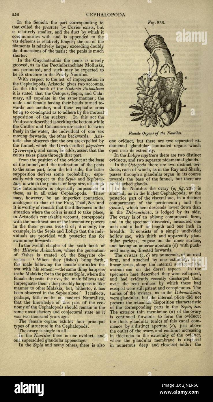 Cyclopædia of anatomy hi-res stock photography and images - Alamy