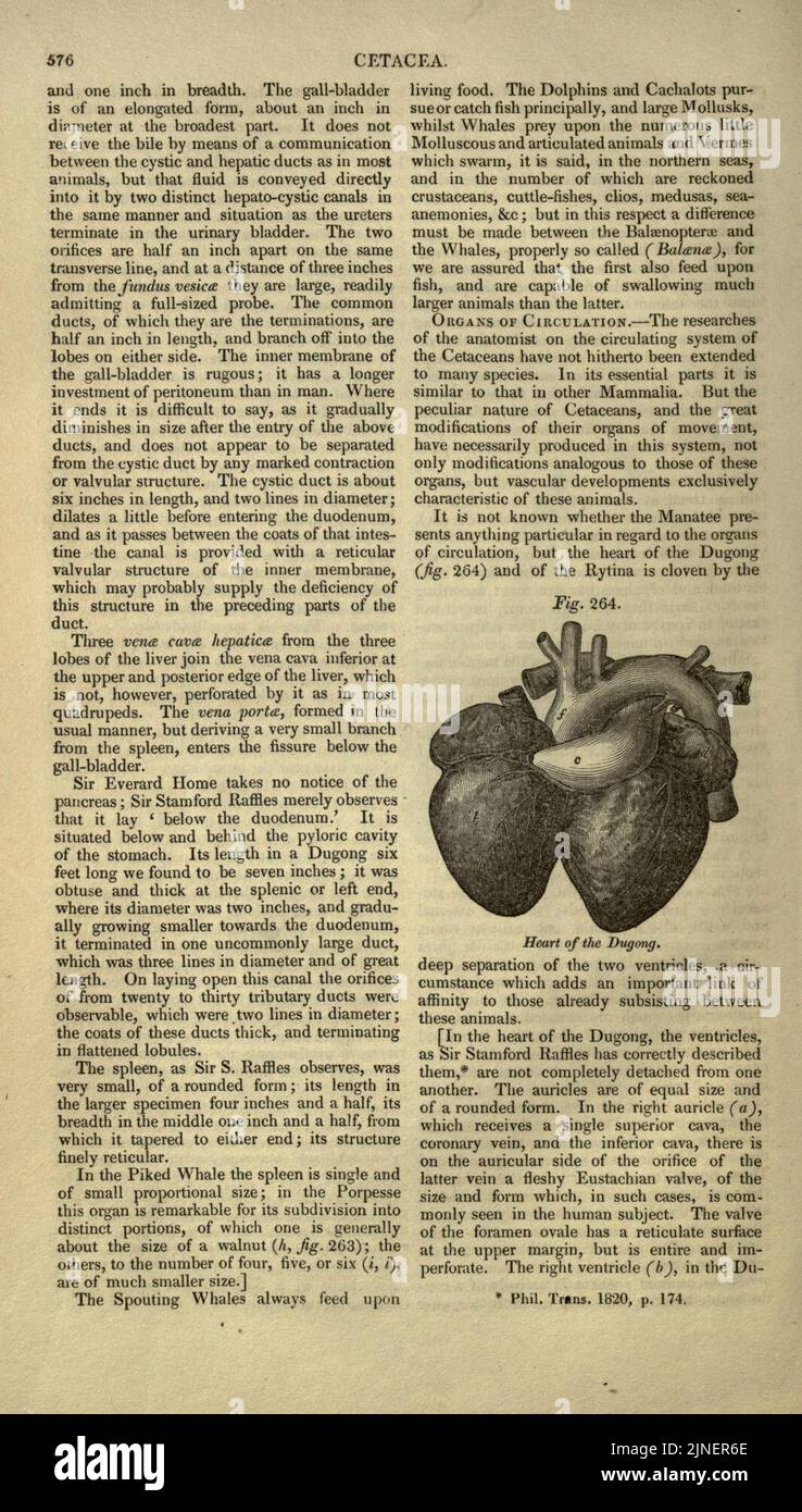 The cyclopaedia of anatomy and physiology (Page 576 Stock Photo - Alamy