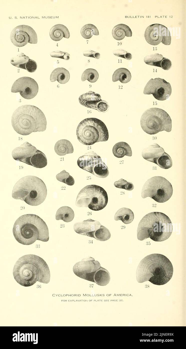 The cyclophorid operculate land mollusks of America Stock Photo - Alamy
