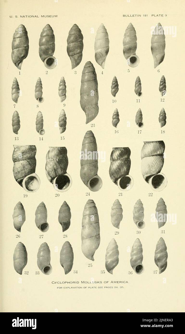The cyclophorid operculate land mollusks of America Stock Photo - Alamy