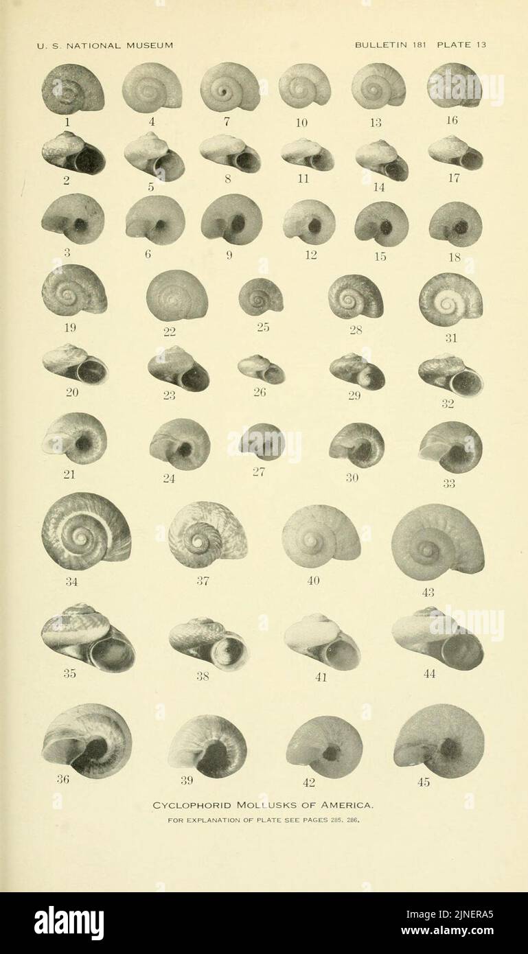 The cyclophorid operculate land mollusks of America Stock Photo - Alamy