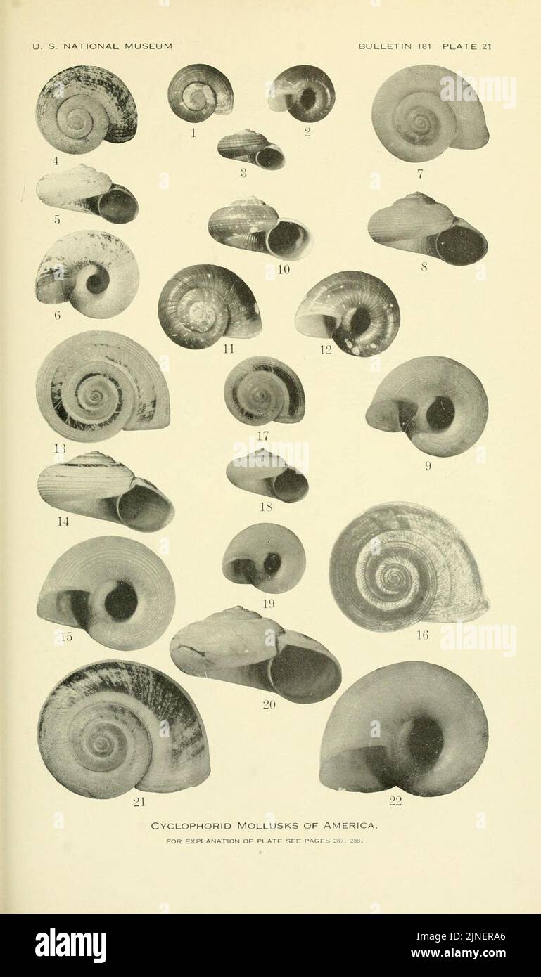 The cyclophorid operculate land mollusks of America Stock Photo - Alamy