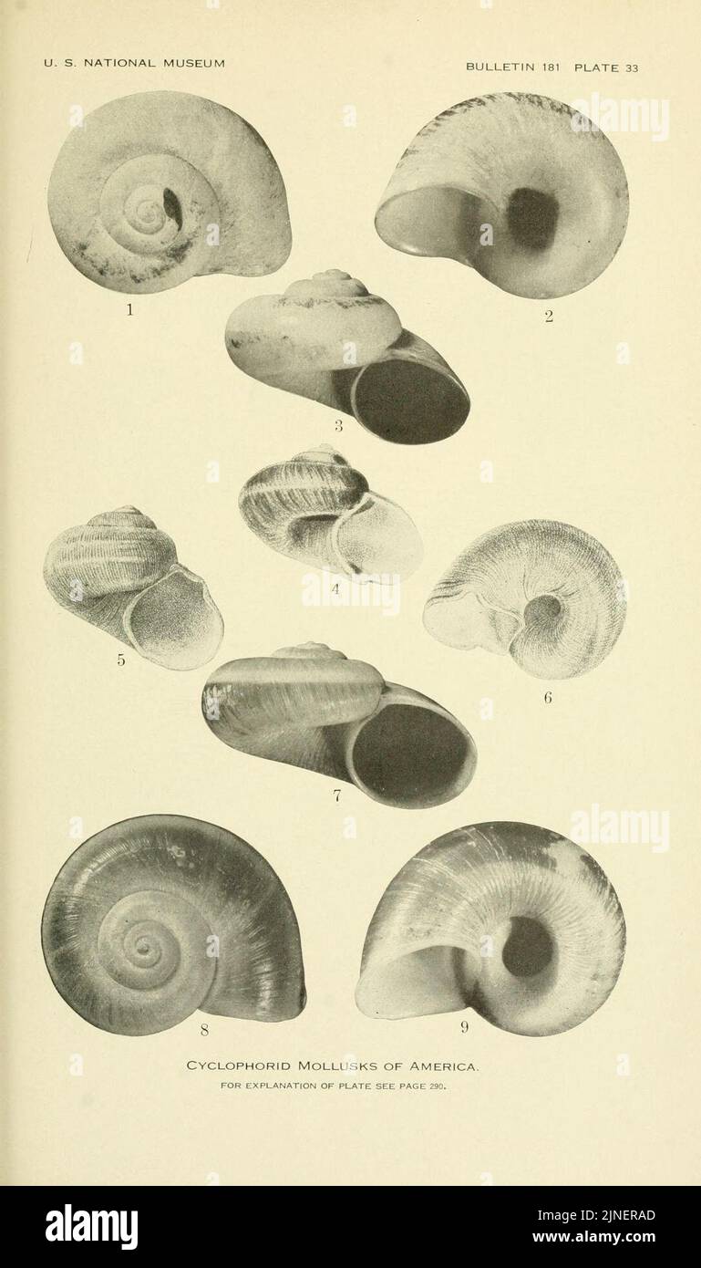 The cyclophorid operculate land mollusks of America Stock Photo - Alamy