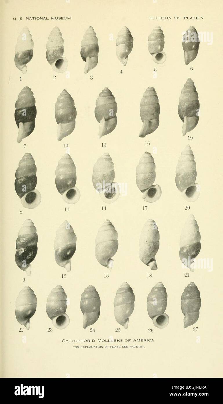 The cyclophorid operculate land mollusks of America Stock Photo - Alamy