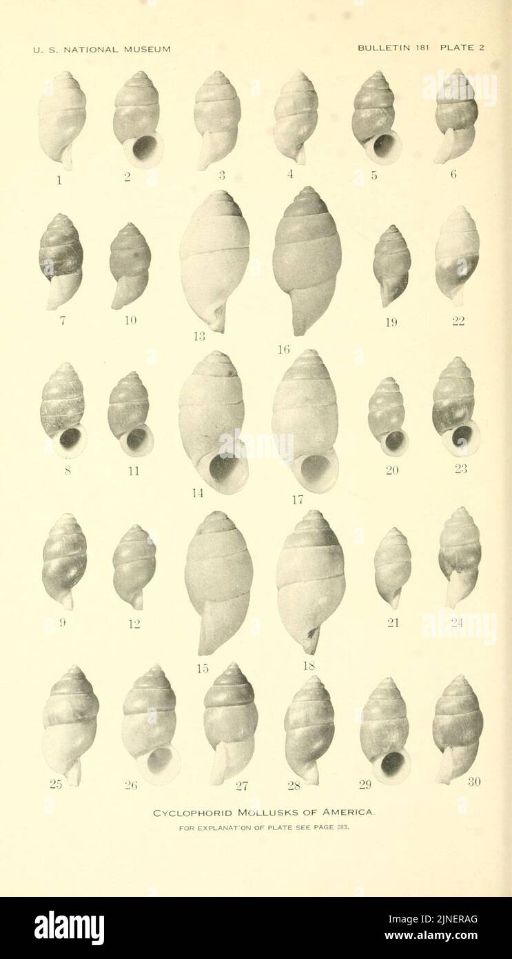 The cyclophorid operculate land mollusks of America Stock Photo - Alamy