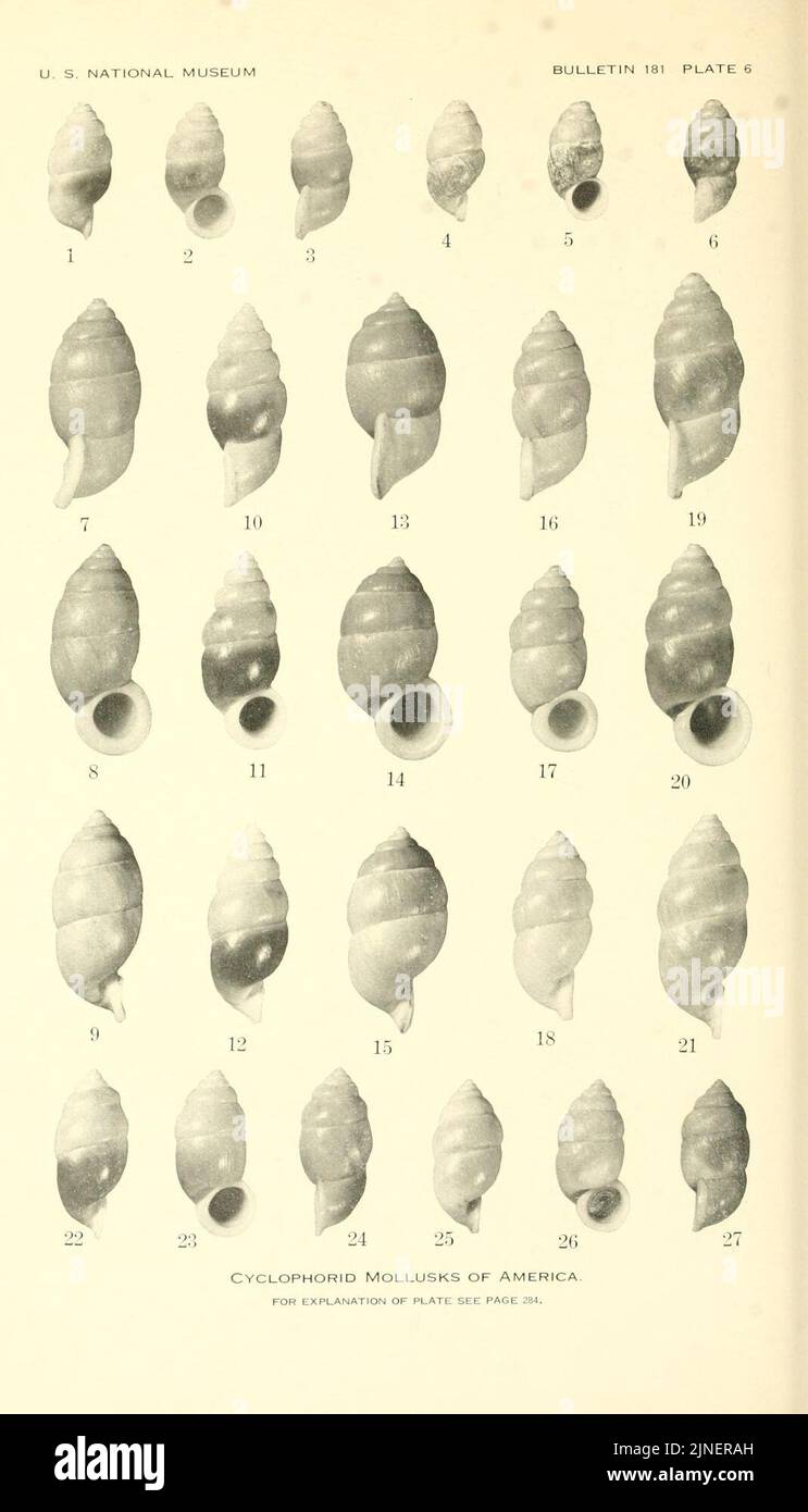 The cyclophorid operculate land mollusks of America Stock Photo - Alamy