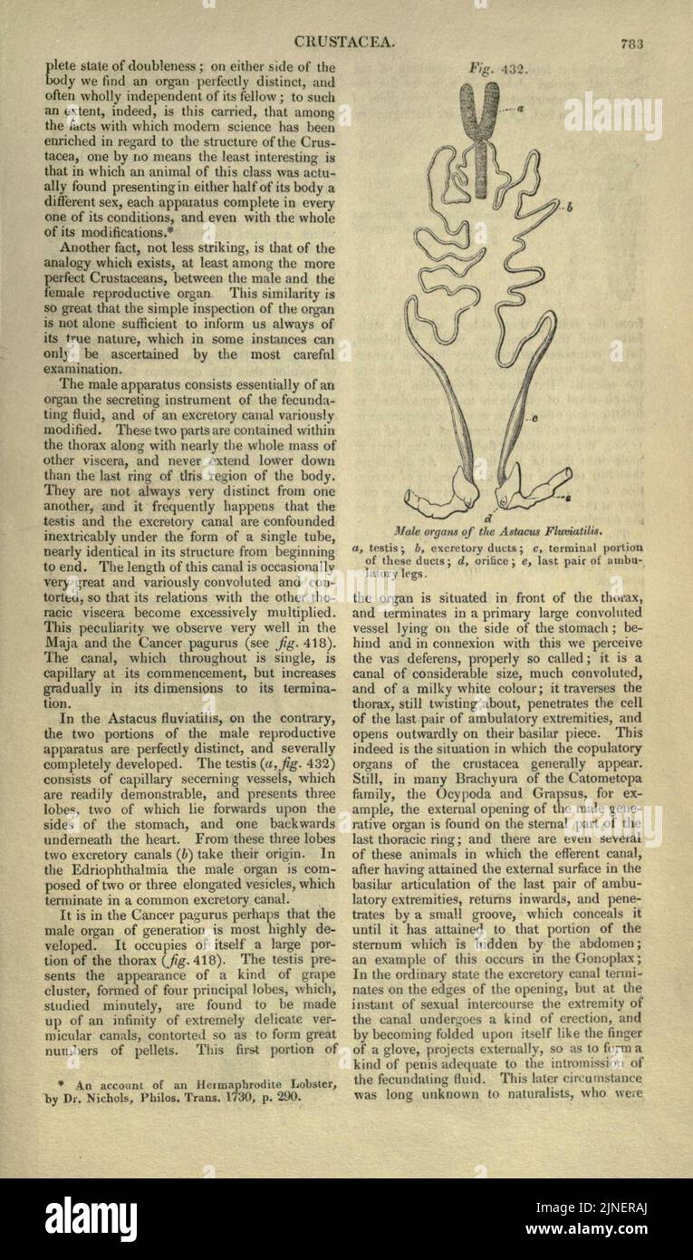 Cyclopædia of anatomy hi-res stock photography and images - Alamy