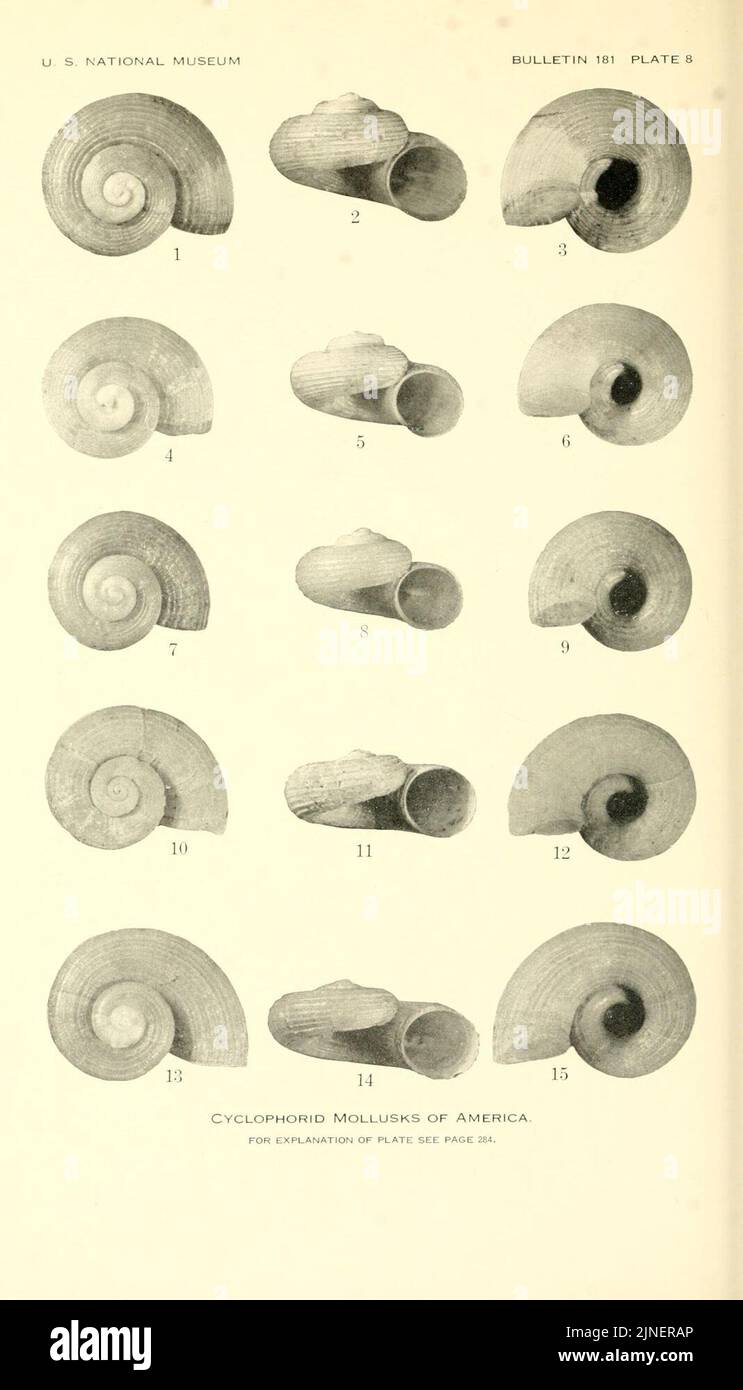The cyclophorid operculate land mollusks of America Stock Photo - Alamy
