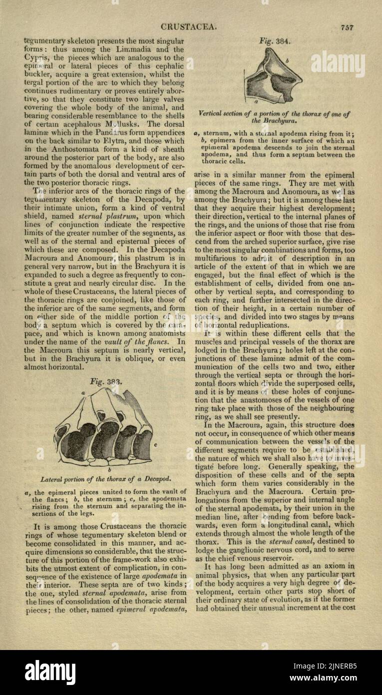 Cyclopaedia of anatomy and physiology hi-res stock photography and ...