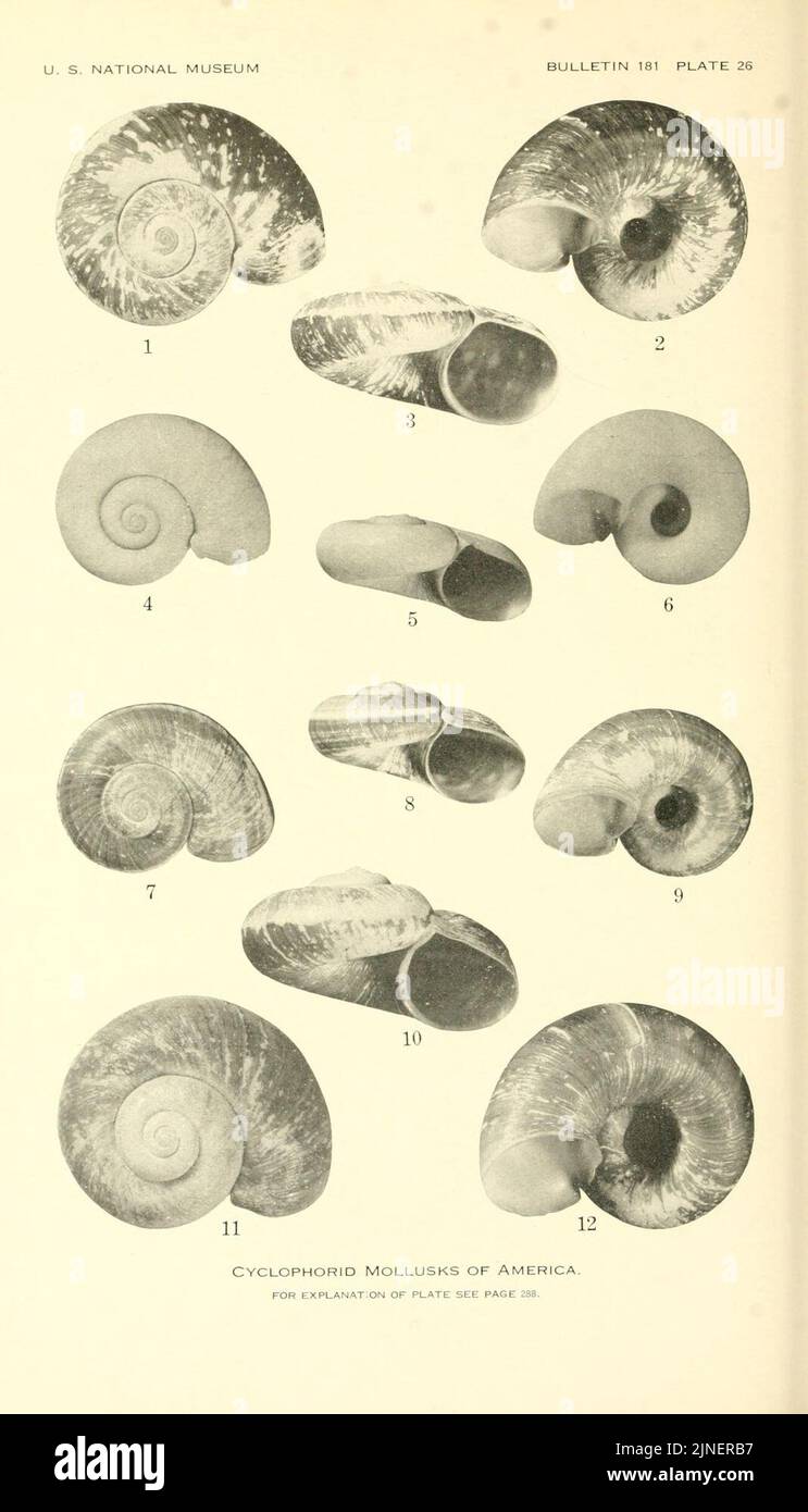 The cyclophorid operculate land mollusks of America Stock Photo - Alamy