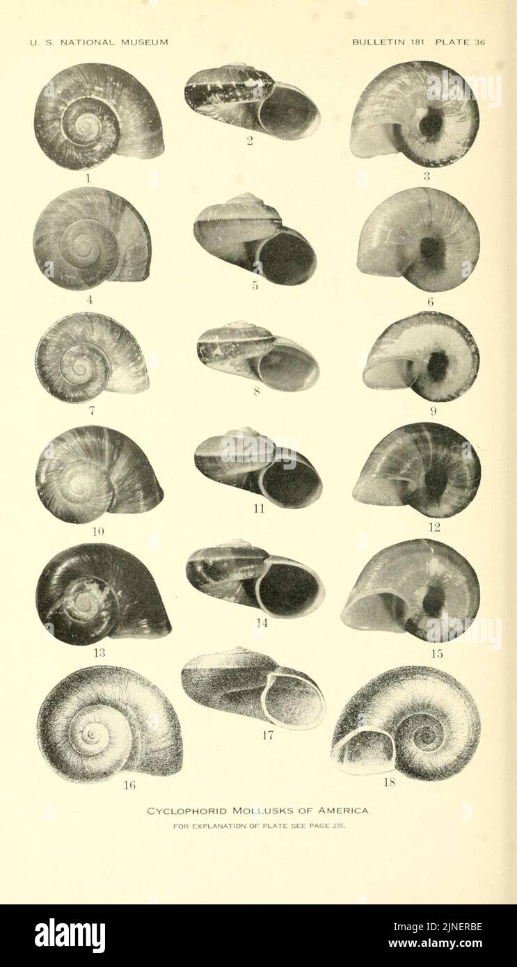 The cyclophorid operculate land mollusks of America Stock Photo - Alamy