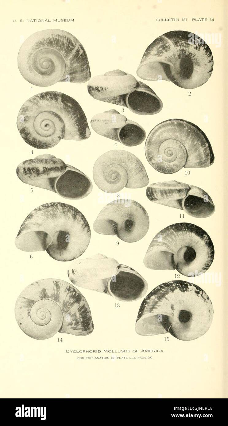 The cyclophorid operculate land mollusks of America Stock Photo - Alamy