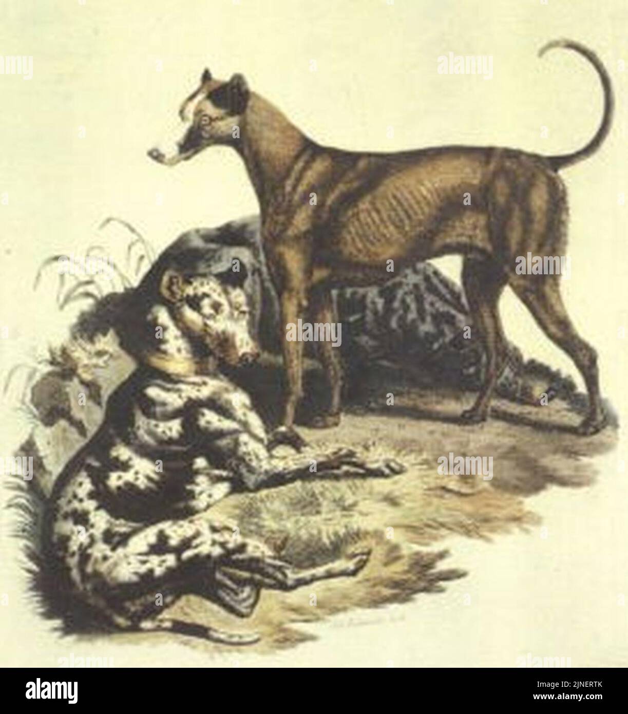 The Danish Dog (Cynographia Britannica,1800 Stock Photo - Alamy