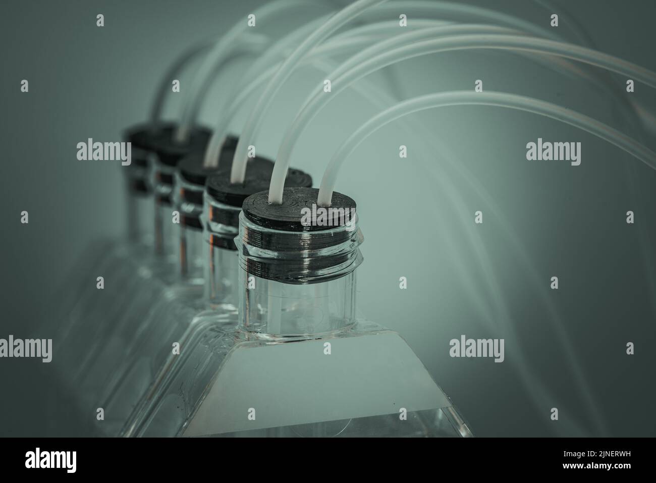 Experience with bacteria to obtain enzymes. cell culture flasks with ...