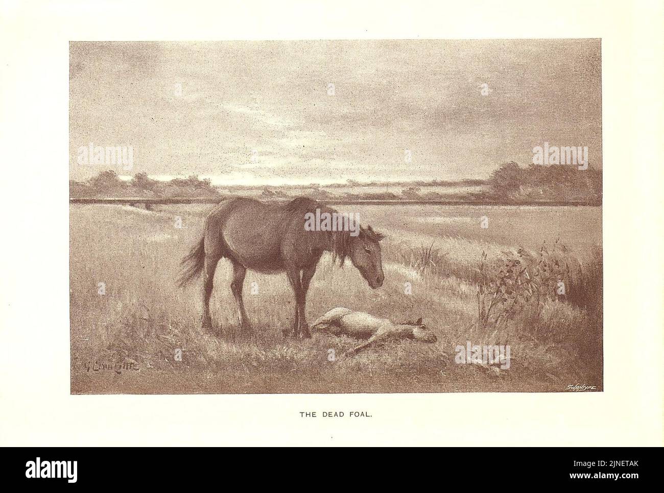 Dead foal hi-res stock photography and images - Alamy