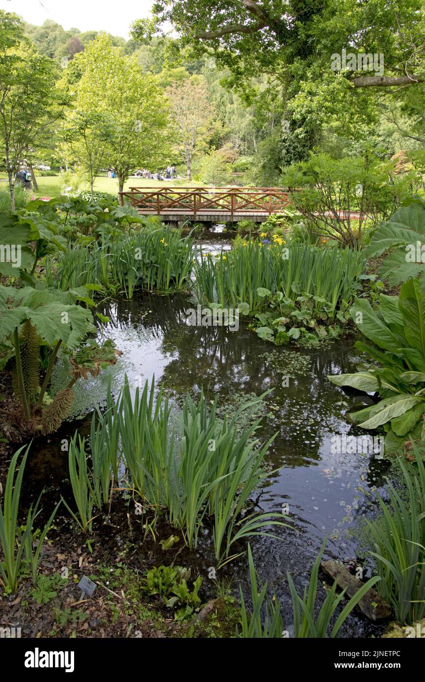 Leaves of Giant rhubarb Gunnera tinctoria with red footbridge nehind in ...
