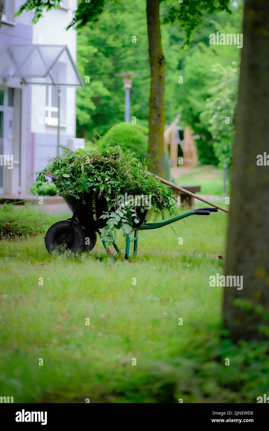 A vertical shot of wheelbarrow with green grass in the yard among trees ...