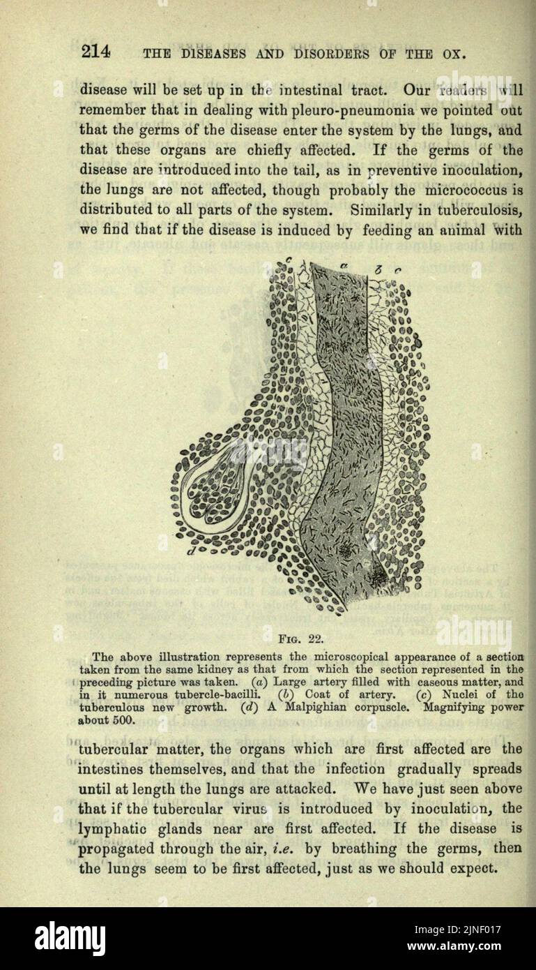 The diseases and disorders of the ox (Page 214 Stock Photo - Alamy