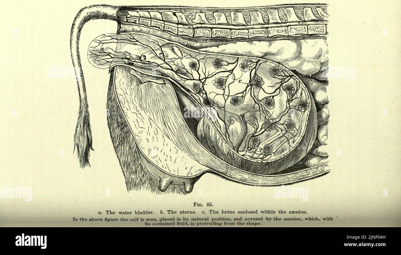 The diseases and disorders of the ox Stock Photo - Alamy