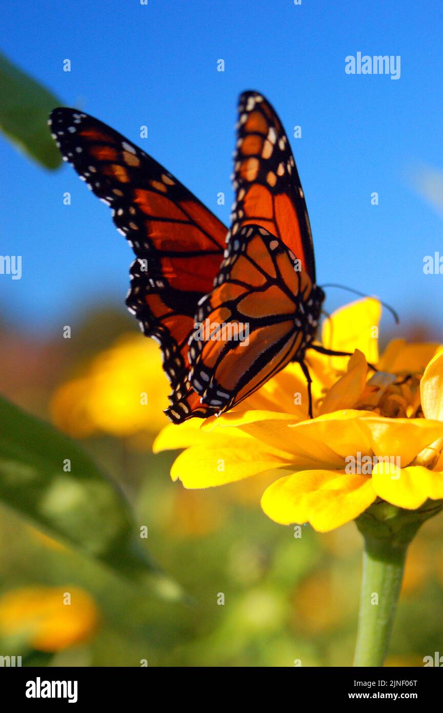 A monarch butterfly sits on a yellow flower to get the nectar and help ...