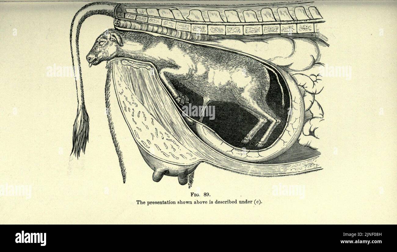 The diseases and disorders of the ox Stock Photo - Alamy