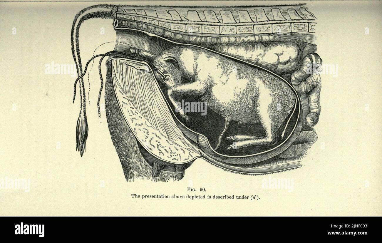 The diseases and disorders of the ox Stock Photo - Alamy