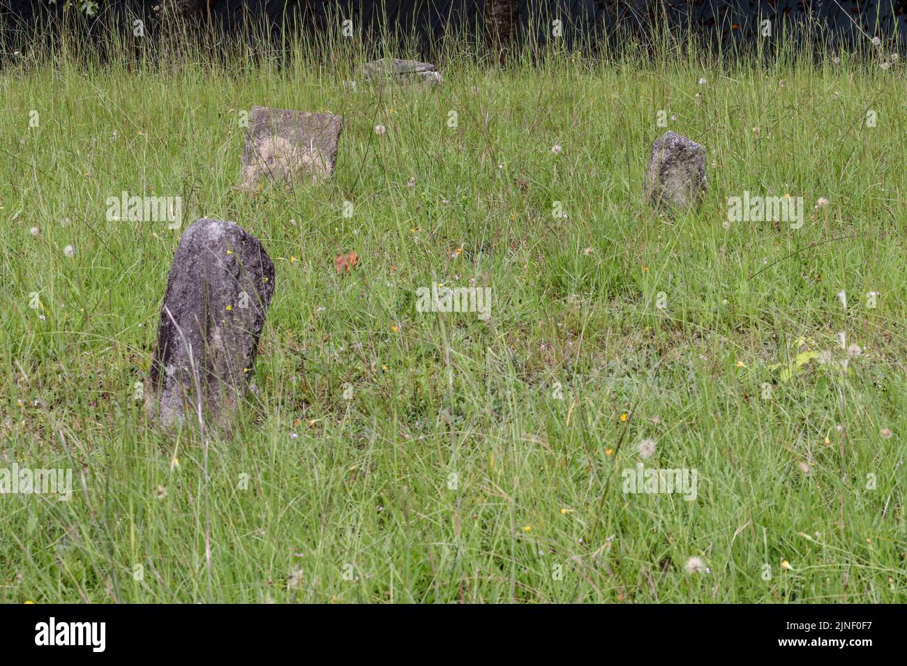 The gravestones in an overgrown graveyard Stock Photo - Alamy