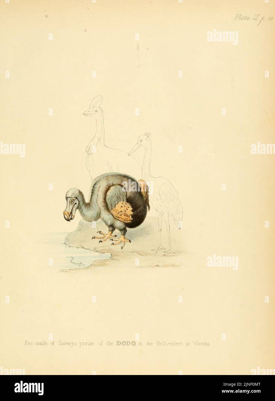 The dodo and its kindred (Plate III) (7023783811 Stock Photo - Alamy
