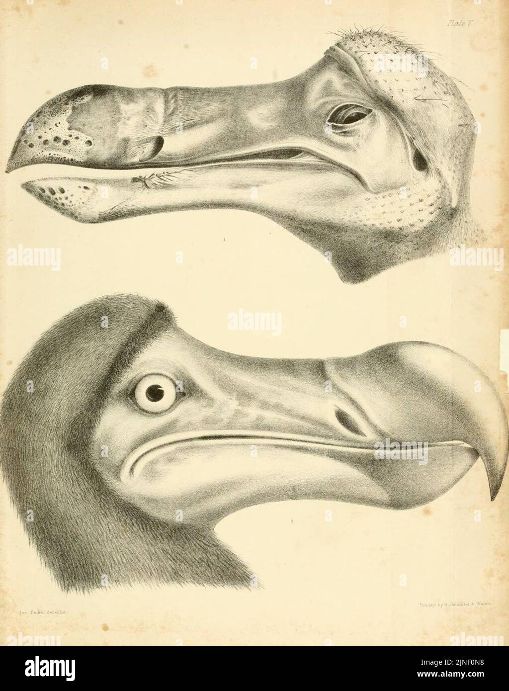 The dodo and its kindred (Plate V) (6877682780 Stock Photo - Alamy