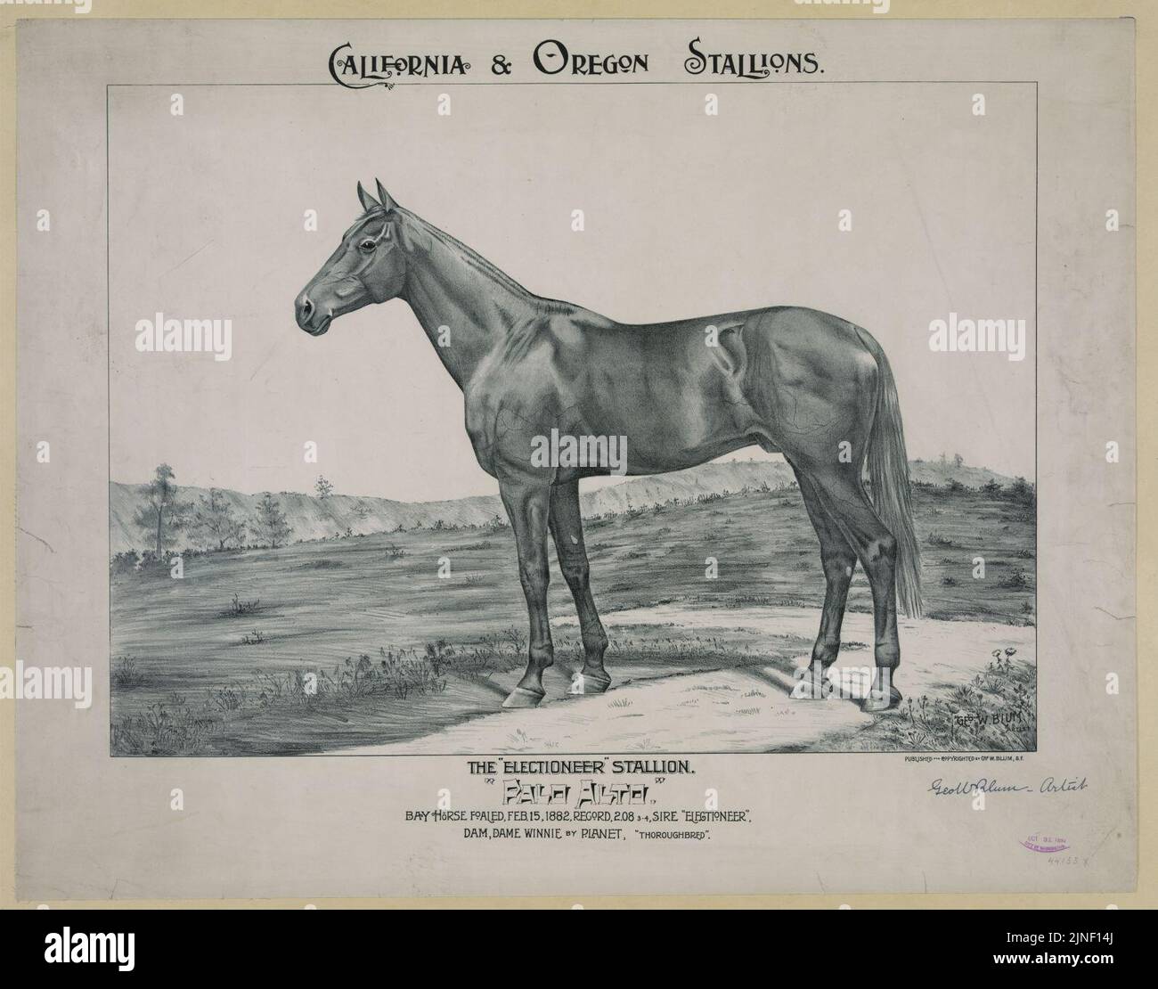 The ''Electioneer'' stallion, ''Palo Alto'' Stock Photo - Alamy