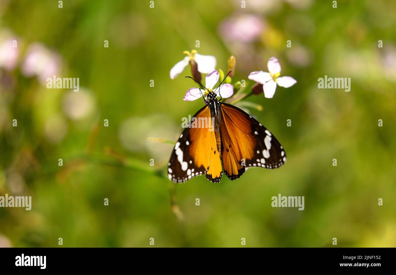 Colors of Nature - Butterfly, Embracing metamorphosis: A delicate dance ...