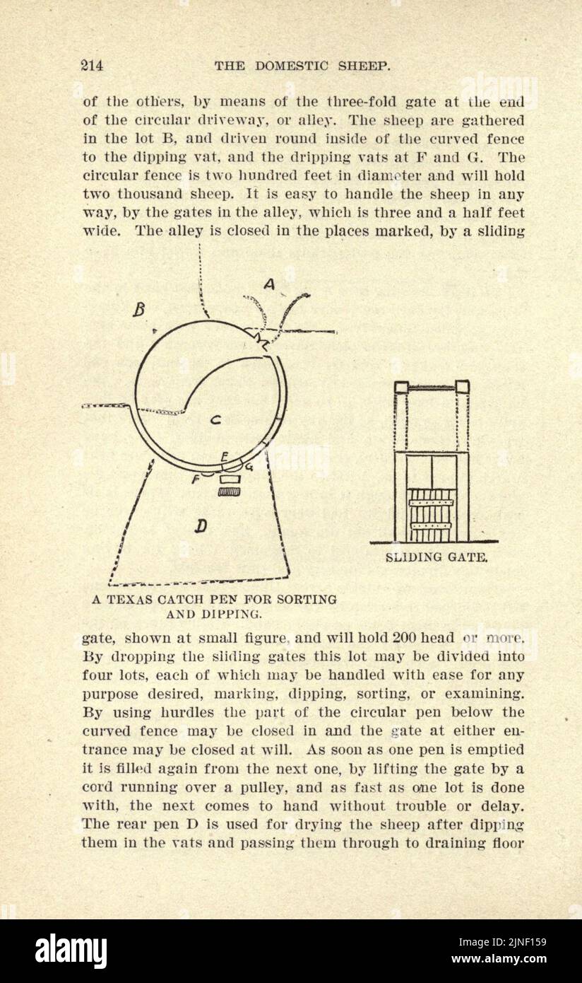 The domestic sheep (Page 214 Stock Photo - Alamy