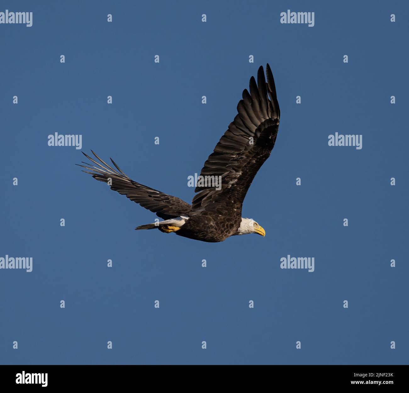 A majestic bald eagle soaring high up in the clear, dark blue sky on a ...