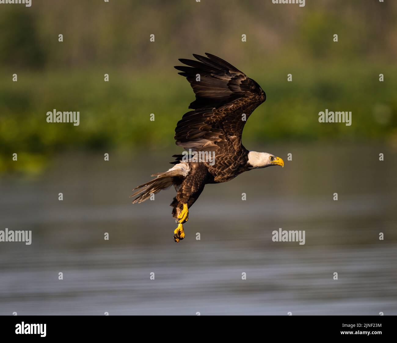 Bald eagle in the bush hi-res stock photography and images - Alamy