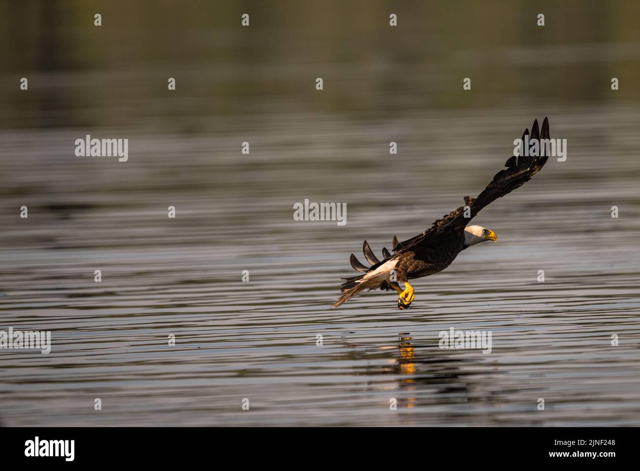 A beautiful bald eagle flying low just above a calm lake, ready to dive ...