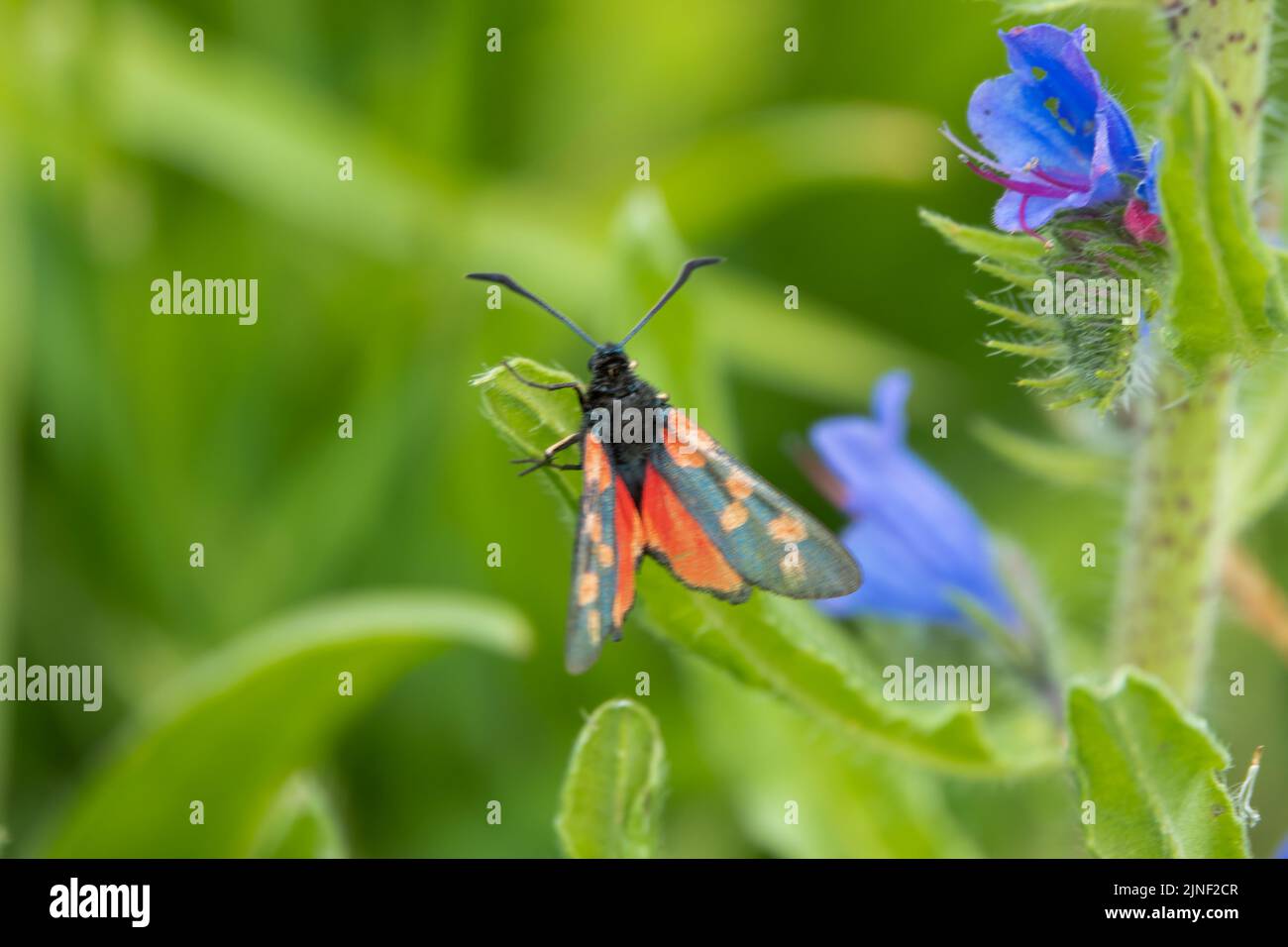 Five fly insects hi-res stock photography and images - Alamy