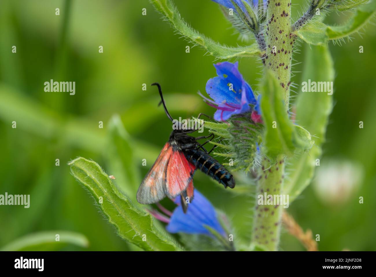 detailed close up of a Five-spot Burnet Moth (Zygaena trifolii) feeding ...