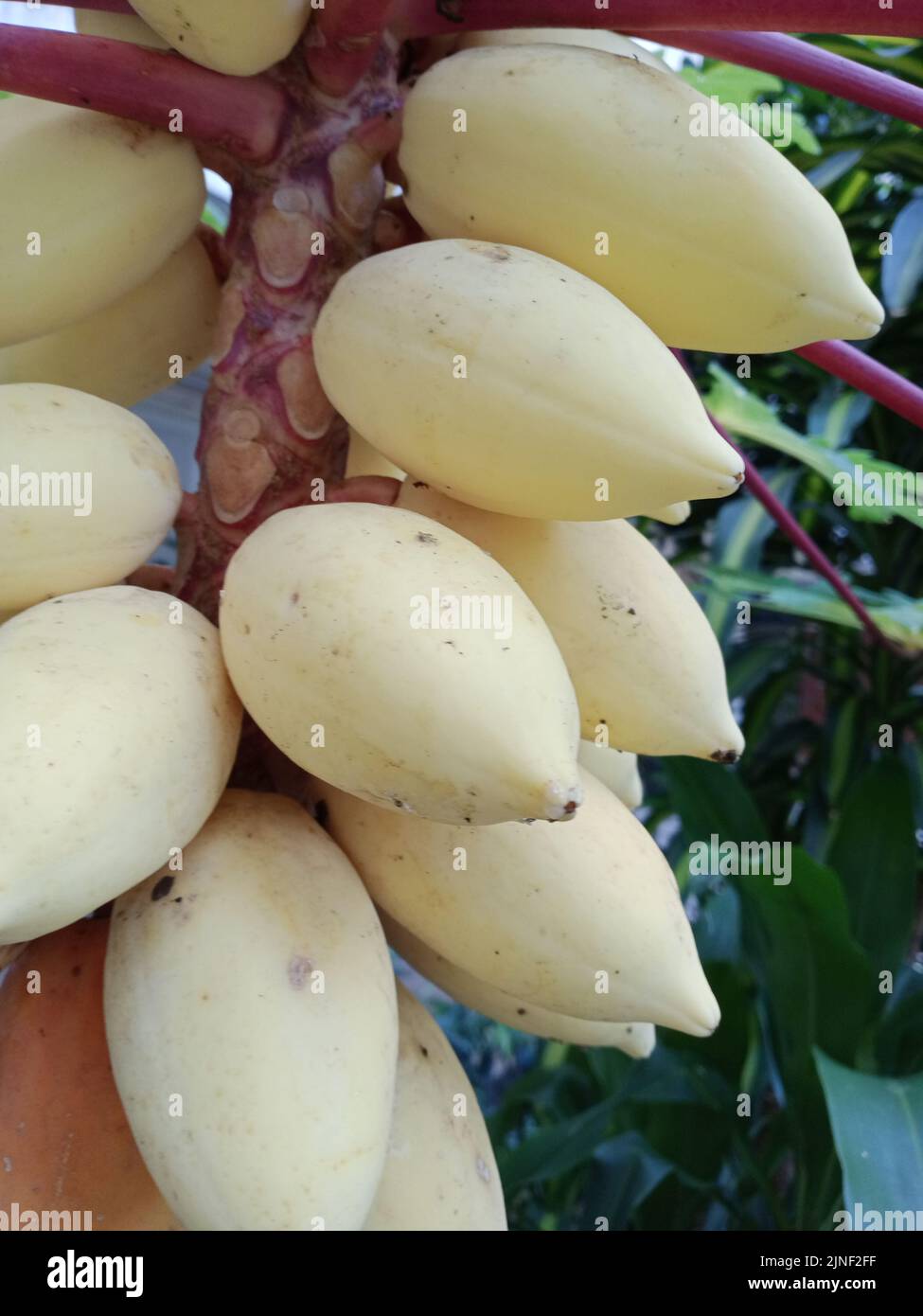 many small yellow papaya fruit Stock Photo - Alamy