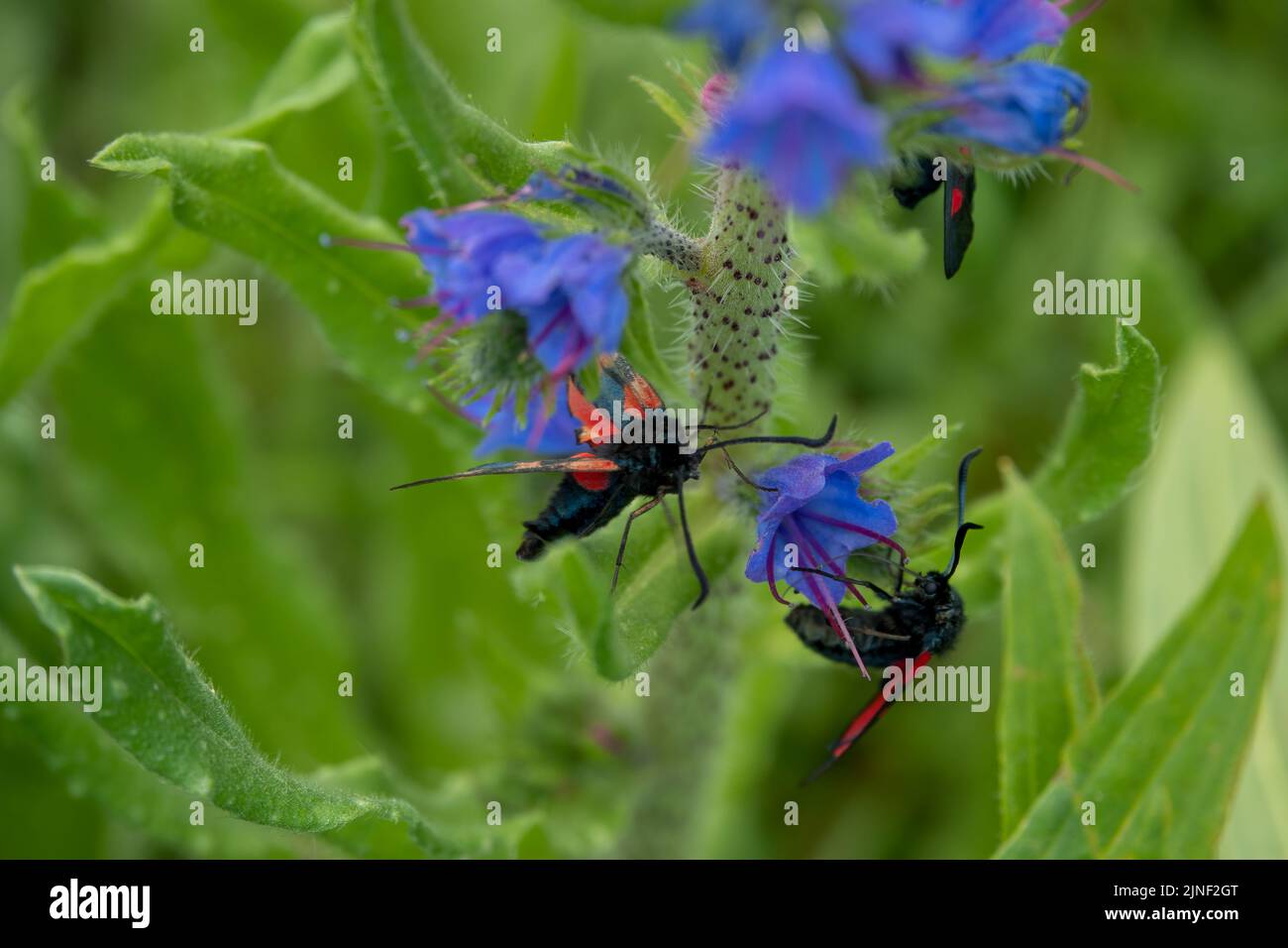 detailed close up of a Five-spot Burnet Moth (Zygaena trifolii) feeding ...