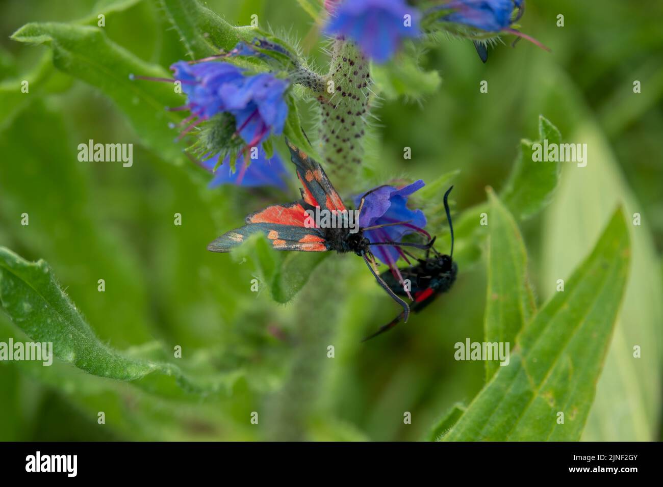 Five fly insects hi-res stock photography and images - Alamy