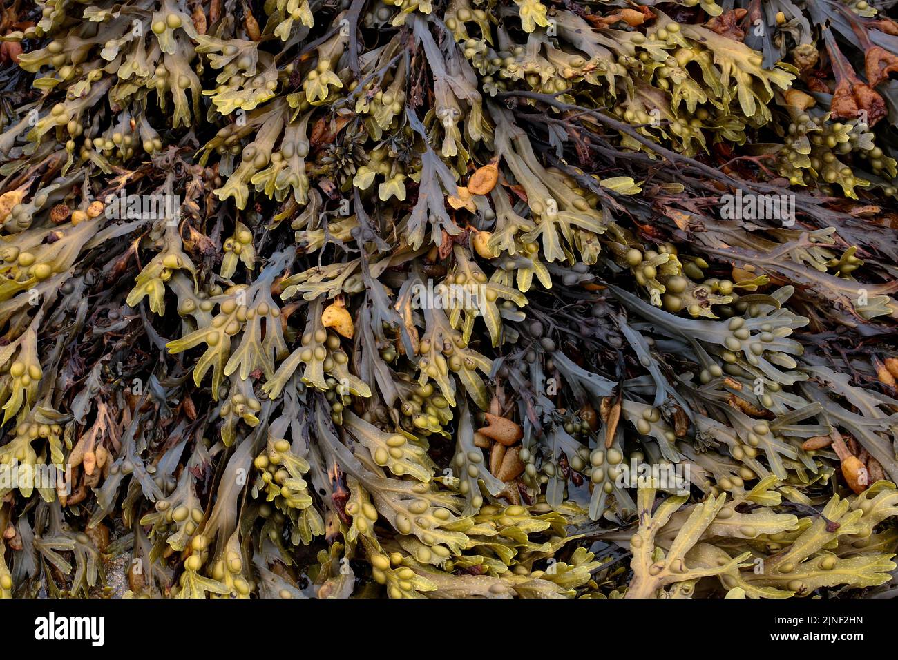Seaweed air bladders hi-res stock photography and images - Alamy