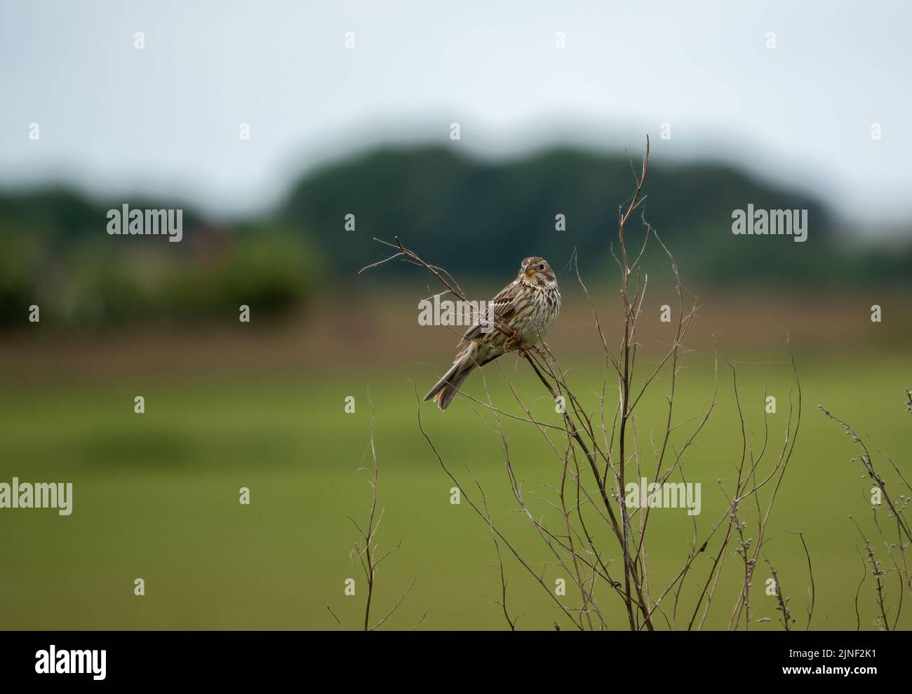 detailed close up of a Corn bunting (Emberiza calandra Stock Photo - Alamy