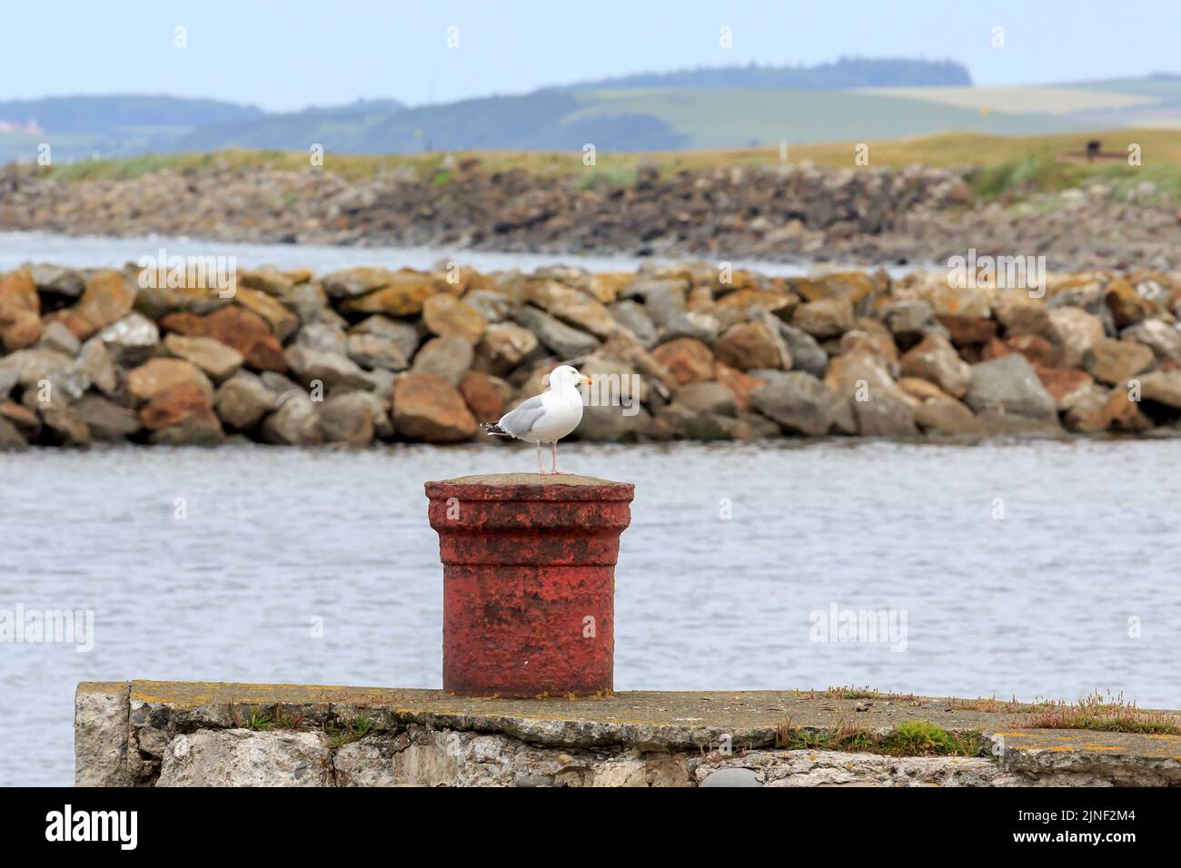 Black-Backed Gull perched on a rusty red boat mooring bollard fixed to ...